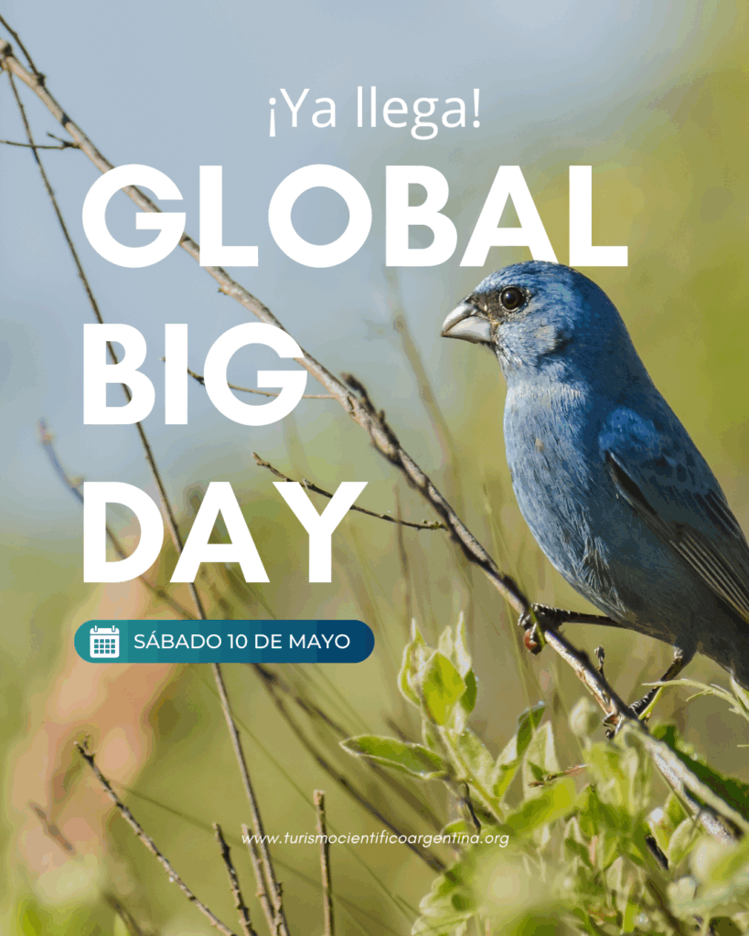 ¡Llega el Global Big Day! Un encuentro mundial para observar aves